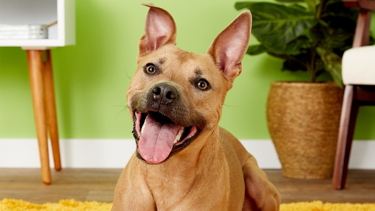 What You Need to Know About Fiber For Dogs | Chewy