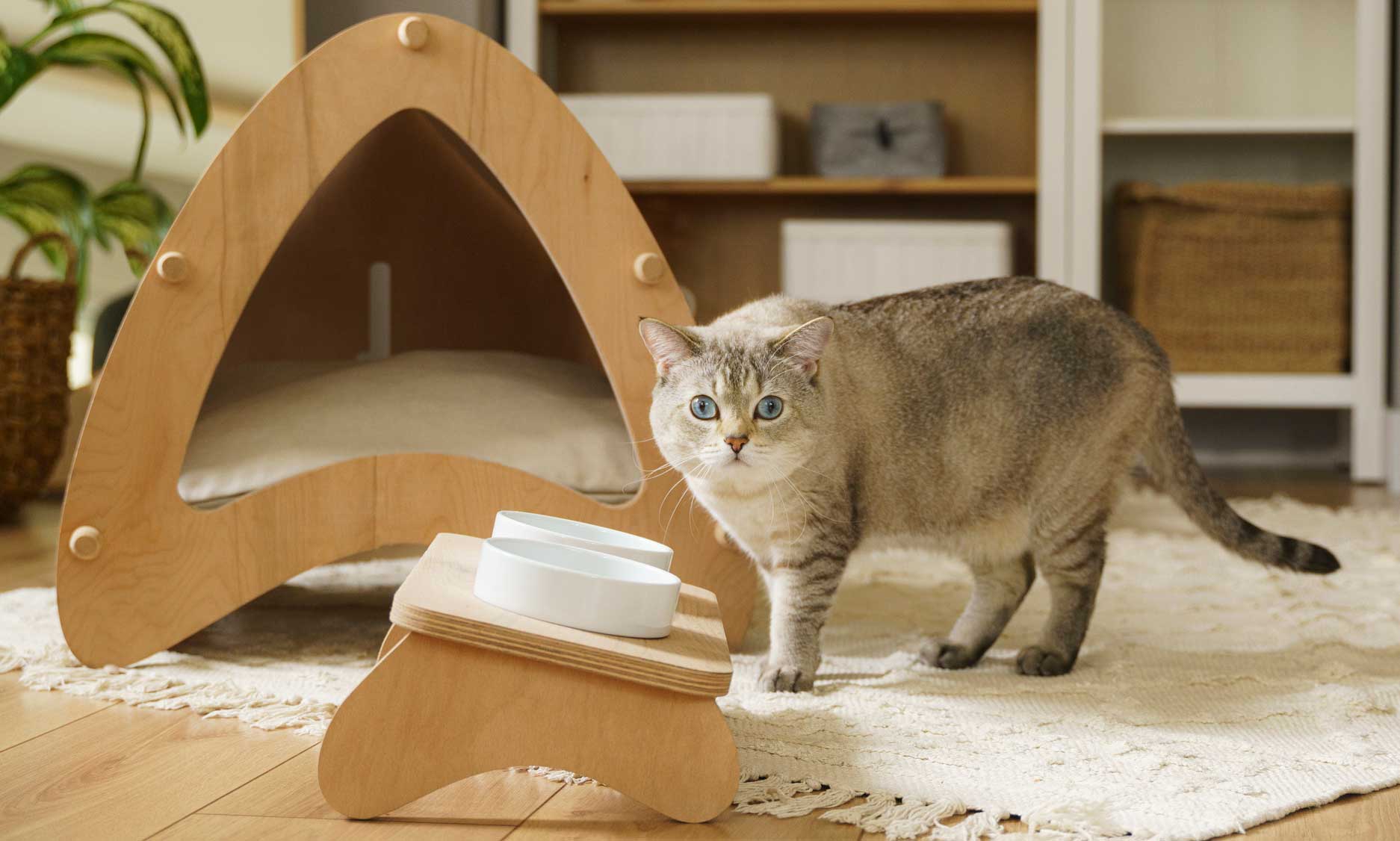 The Difference Between Indoor and Outdoor Cat Food | Chewy