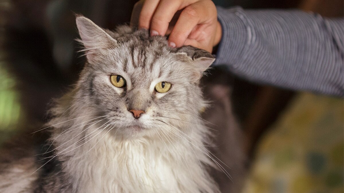 Five Domesticated Large Cat Breeds | Chewy