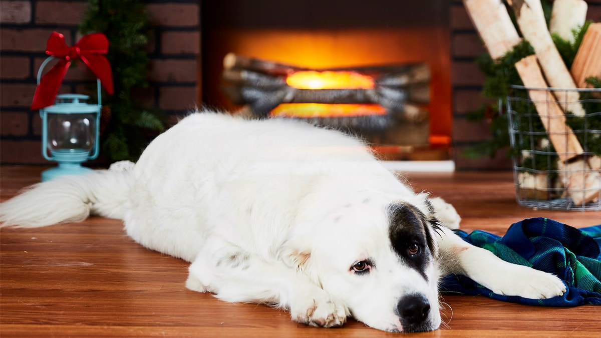 Proper Dog Etiquette for the Holiday Season | Chewy