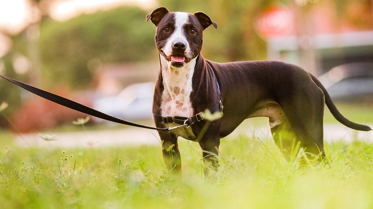 Hire a Dog Walker Your Pet Will Love | Chewy