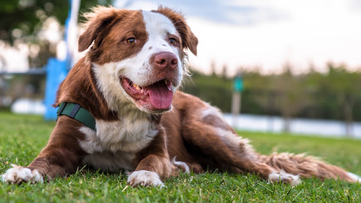 Learn How to Foster a Dog | Chewy