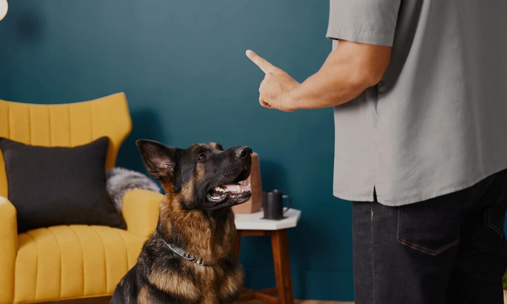 How To Teach a Dog To Stay | PetMD