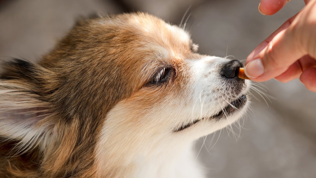 Best Dog Food for Skin Allergies | Chewy