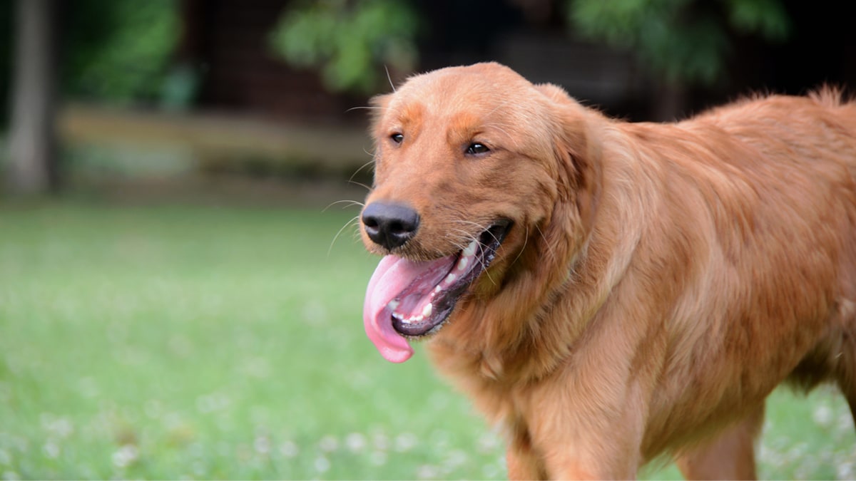 The Best Dogs for Kids | Chewy