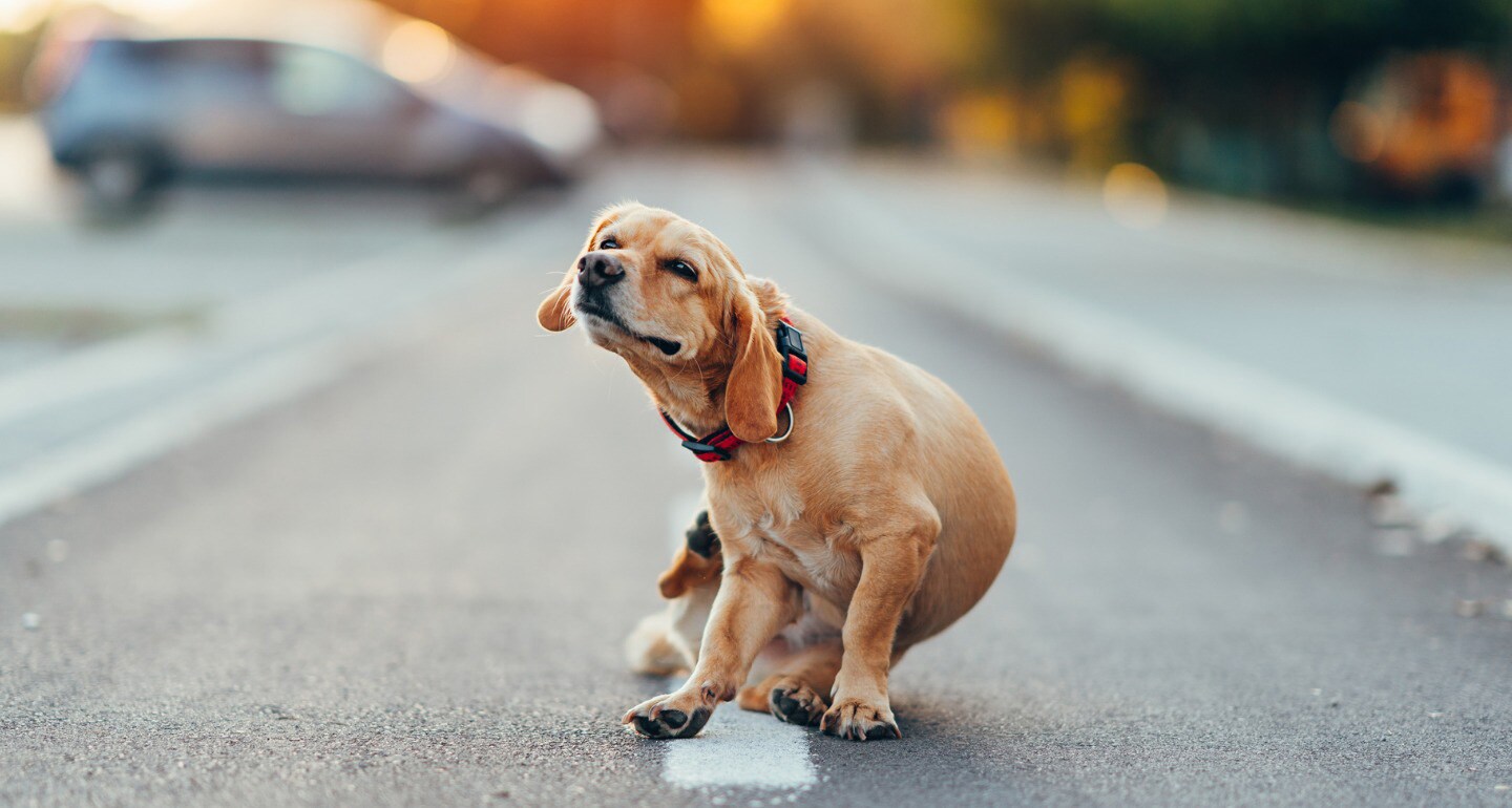 6 Flea Diseases in Cats and Dogs | Chewy