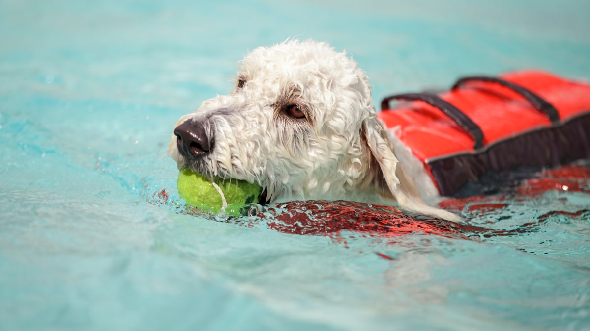 Dog Swimming 101 & Expert Doggy Paddle Tips for Beginners | Chewy