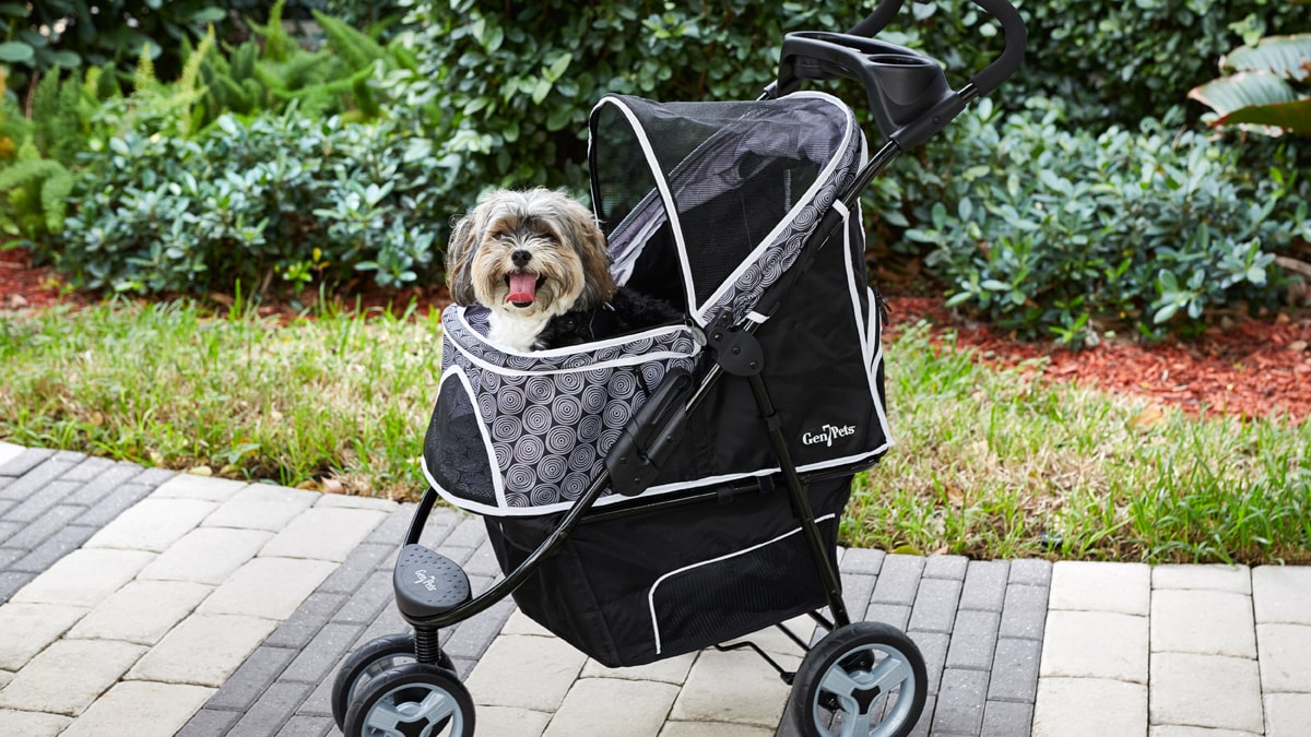 Dog Strollers: Why a Pet Stroller Is Your Next Necessity | Chewy