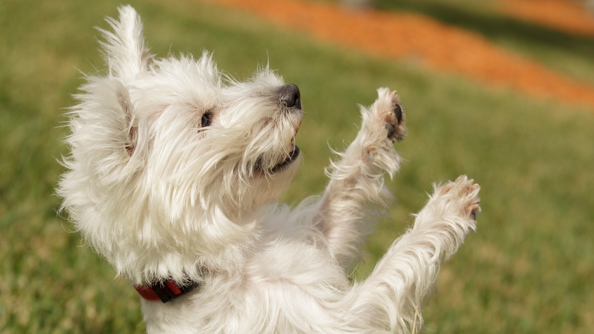 Dog Training Tips for the Older Dog | Chewy
