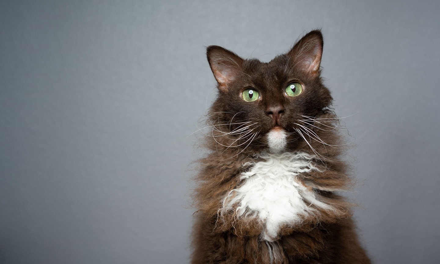 10 Rare Cat Breeds | Chewy