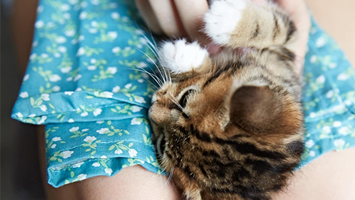 Introducing a New Pet to Your Home: Tips for Success | Chewy