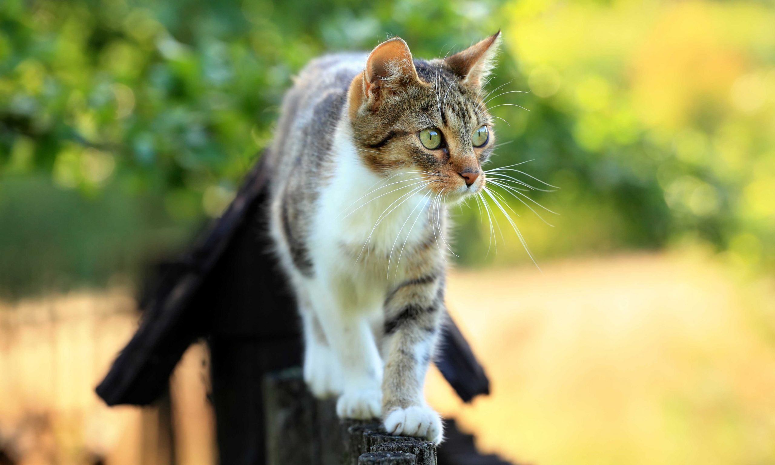 The Best Pet Health & Care Advice from Real Vets | PetMD