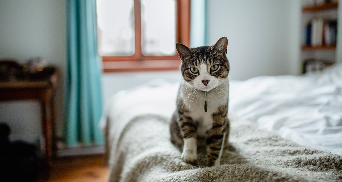Why Does My Cat Poop on My Bed? | Chewy