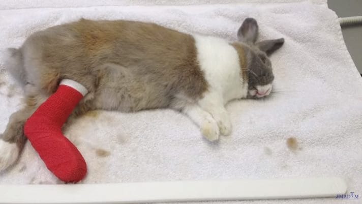 11 Injuries That Can Send Your Rabbit To The Vet | Chewy
