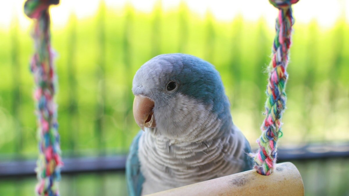 Quaker Parrot