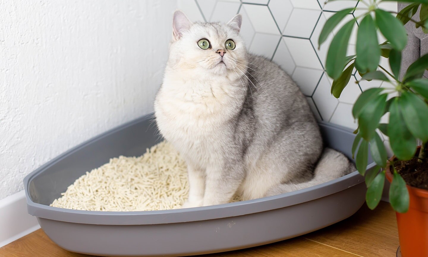 Old Cat Diarrhea: Causes, Signs, and Treatment | Chewy