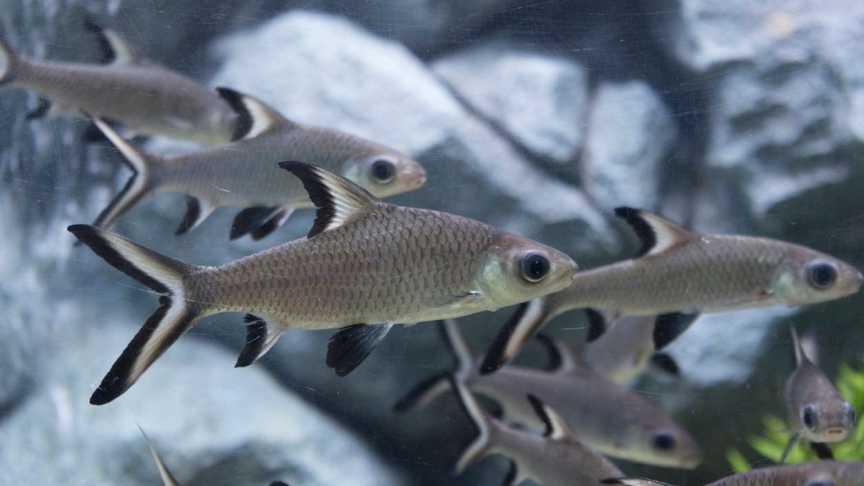 How to Keep Your Aquarium Fish Alive During A Power Outage | Chewy