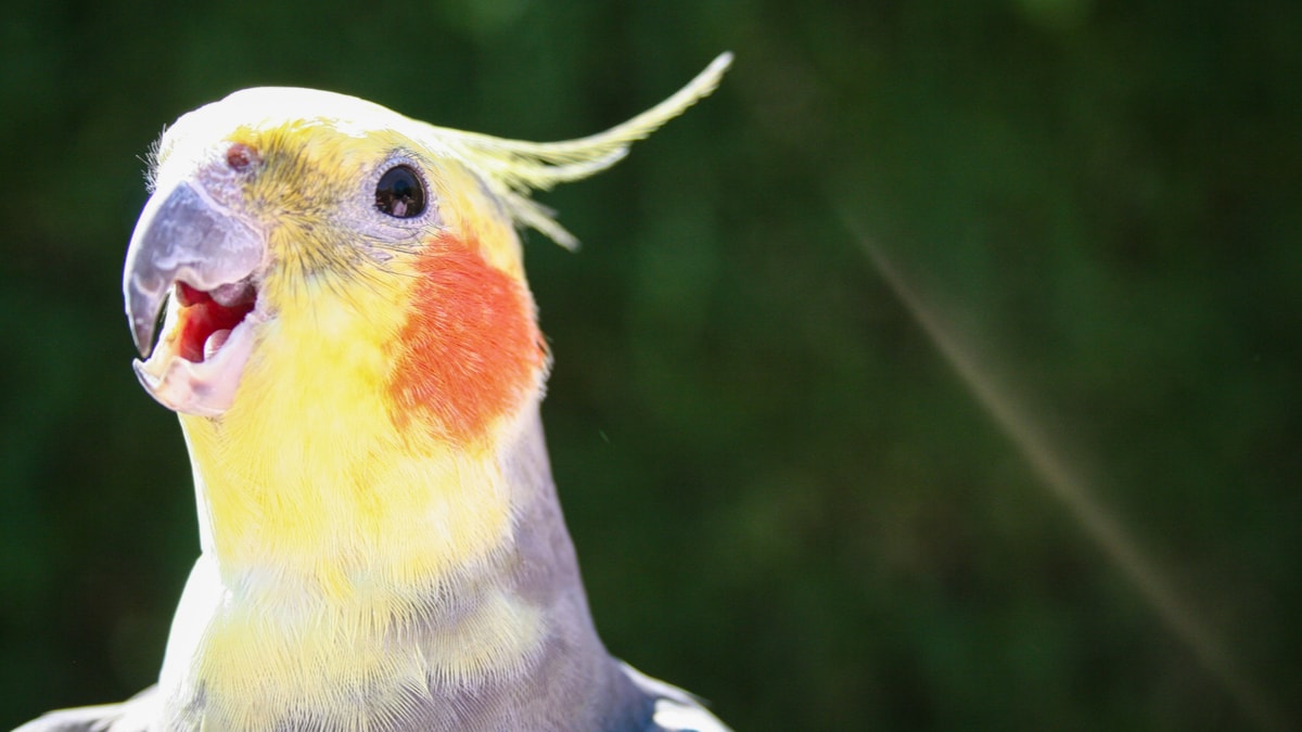 Pet Bird Choking: Symptoms and Solutions | Chewy