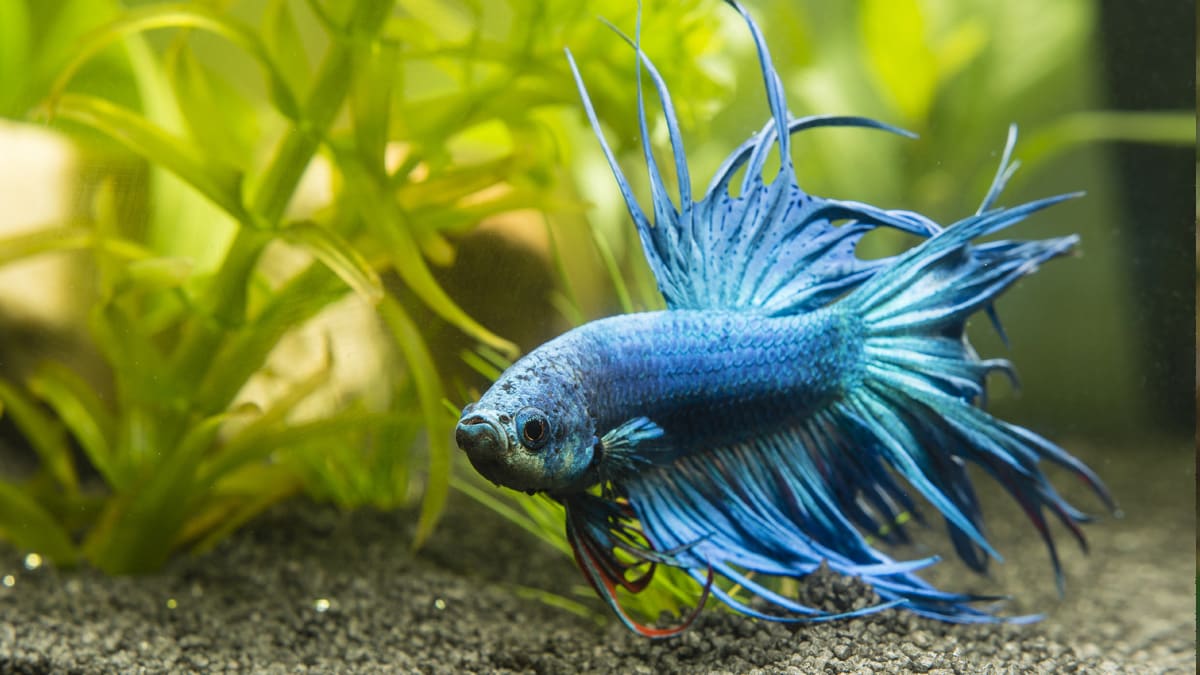 Aquarium Slime Disease | Chewy