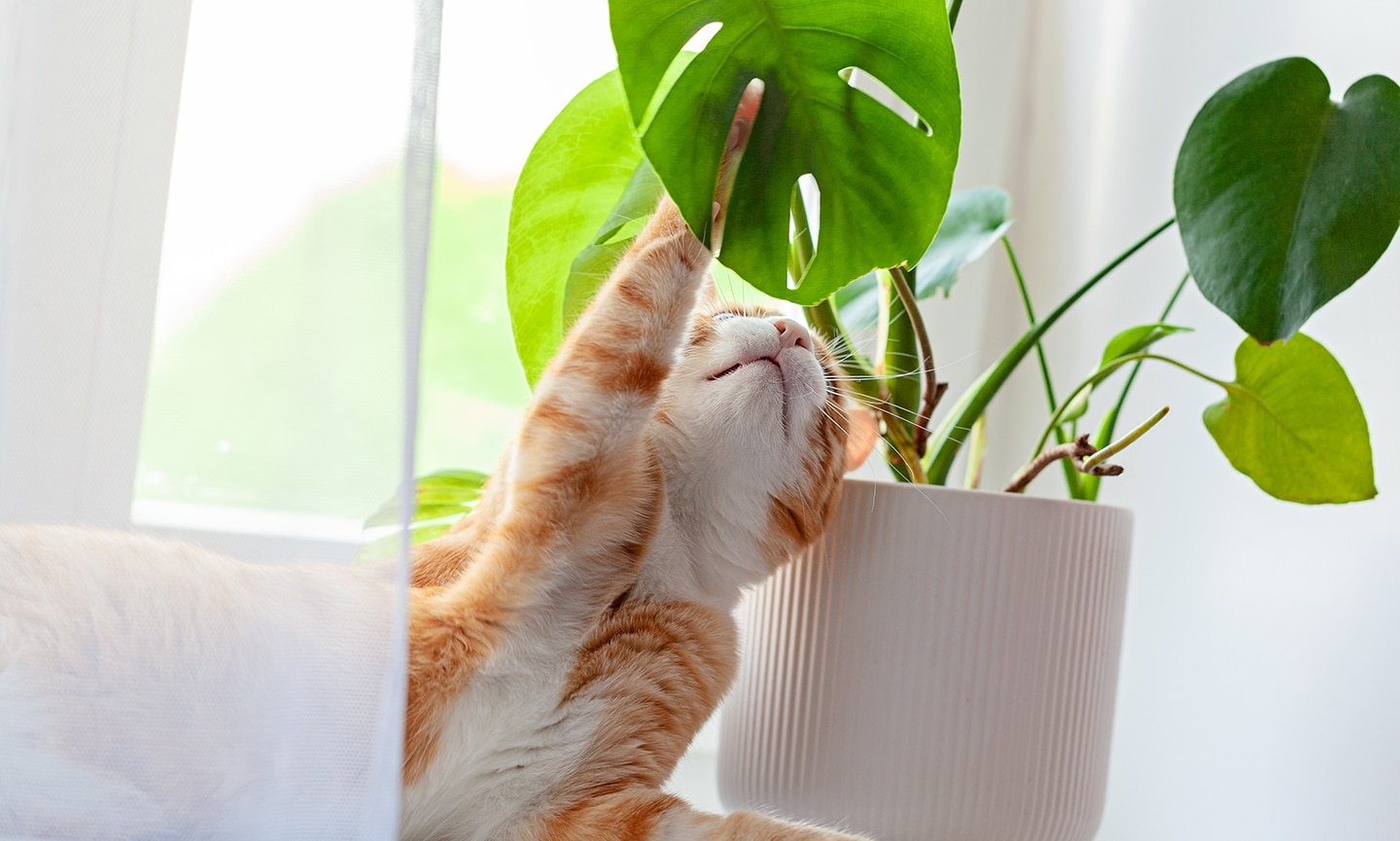 18 Common Plants Poisonous to Cats | Chewy