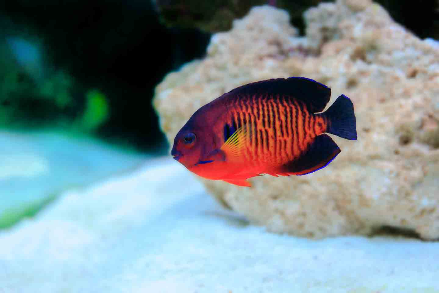 The 30 Best Saltwater Fish for Your Tank | Chewy