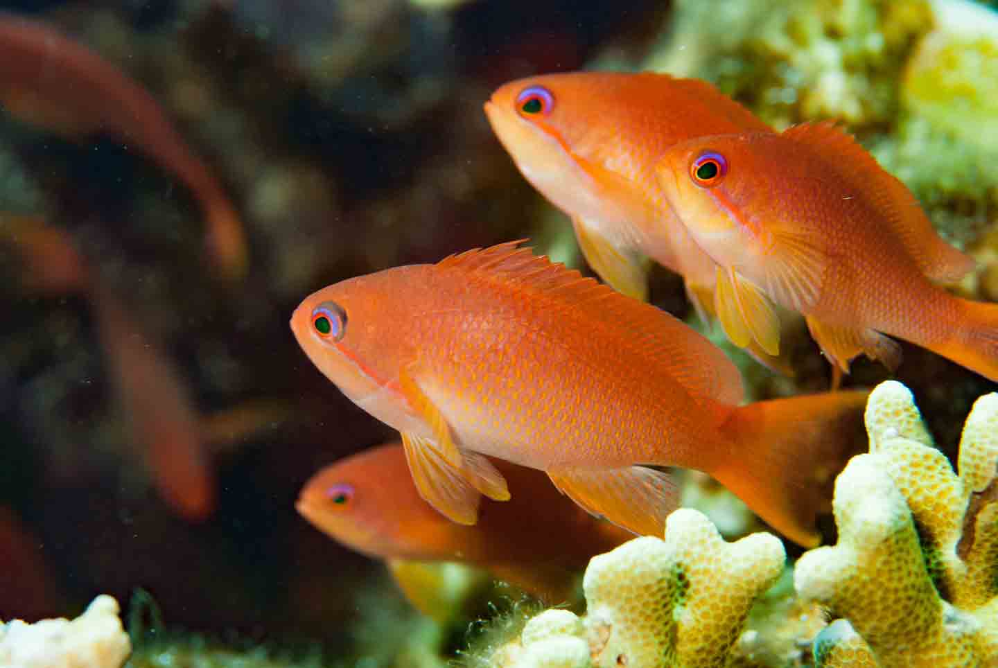 The 30 Best Saltwater Fish for Your Tank | Chewy