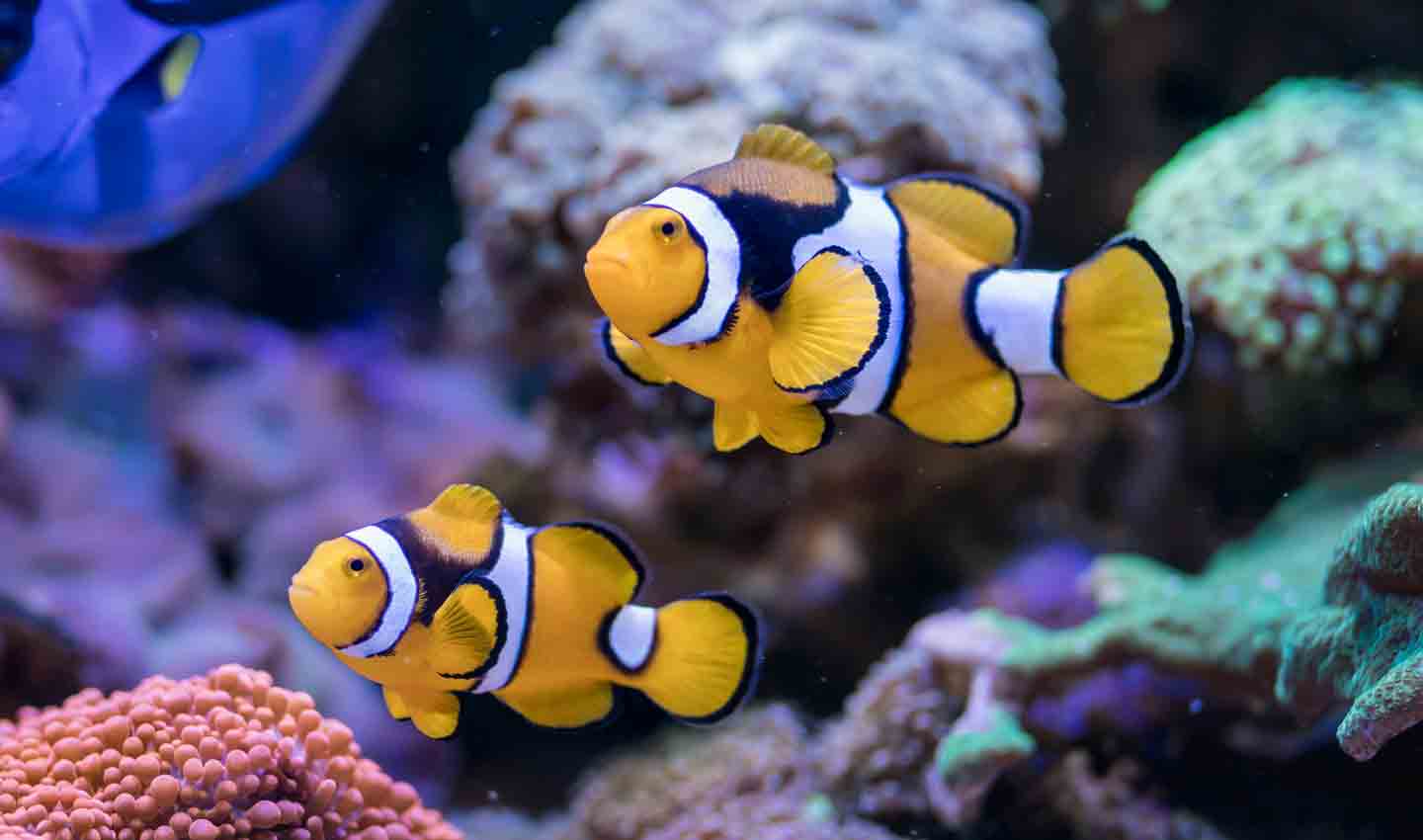The 30 Best Saltwater Fish for Your Tank | Chewy