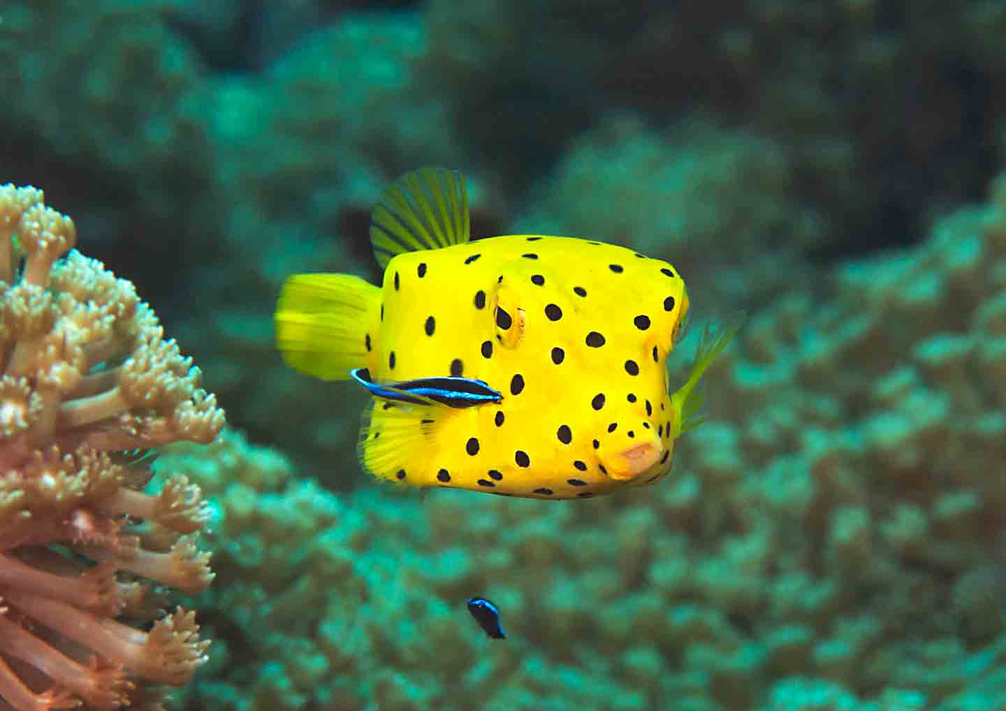 The 30 Best Saltwater Fish for Your Tank | Chewy