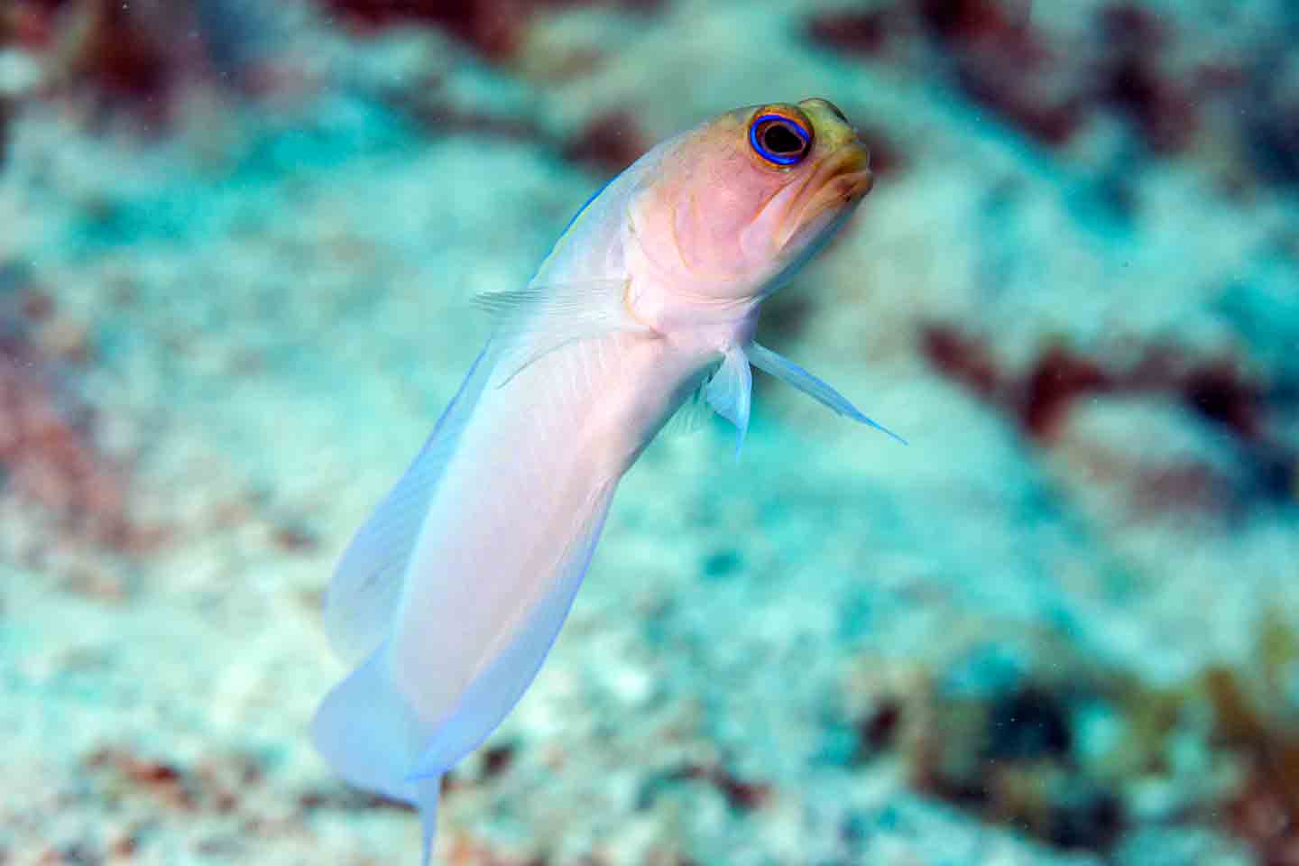 The 30 Best Saltwater Fish for Your Tank | Chewy