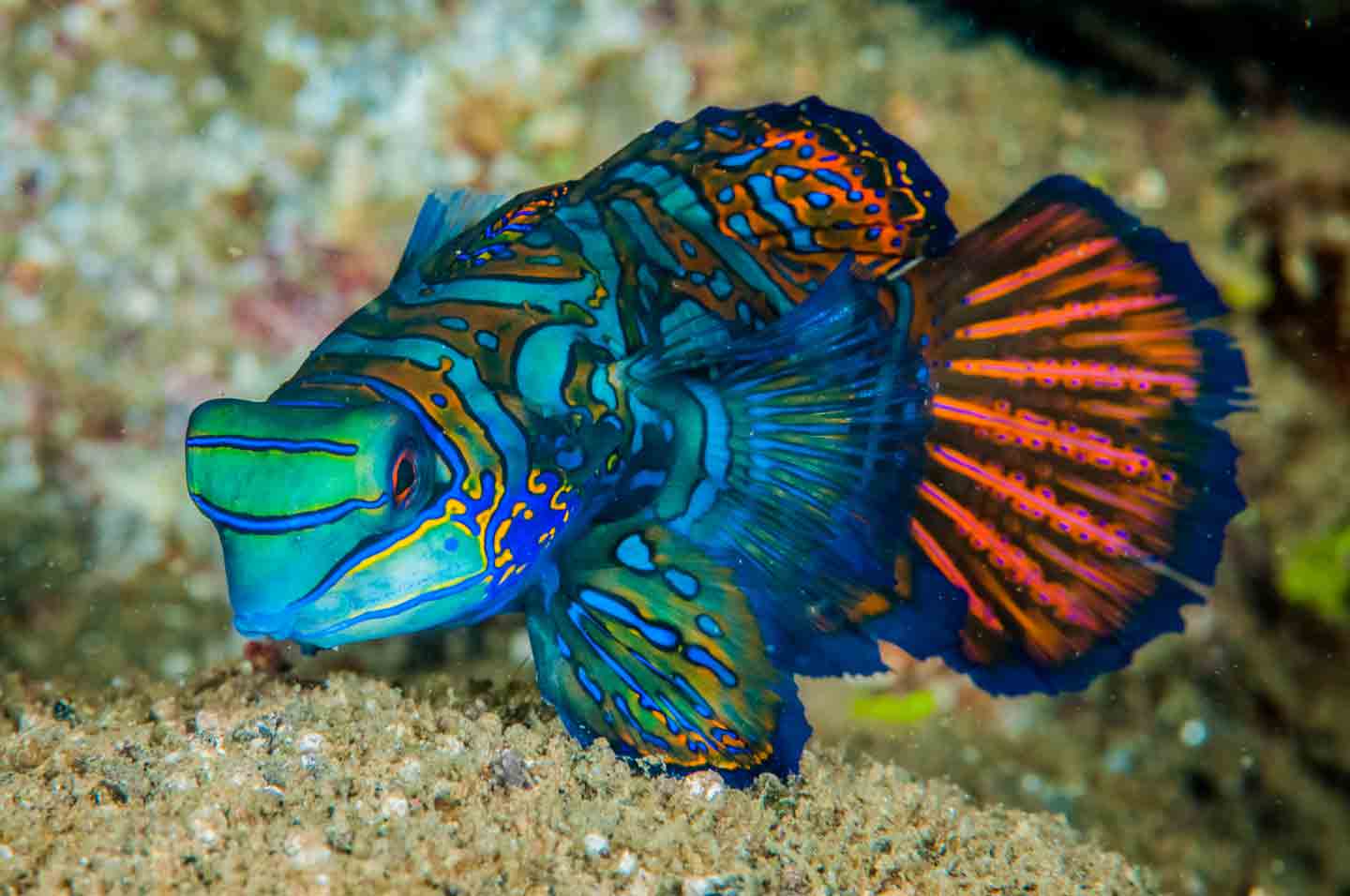 The 30 Best Saltwater Fish for Your Tank | Chewy