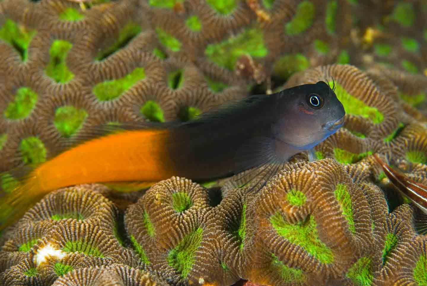 The 30 Best Saltwater Fish for Your Tank | Chewy