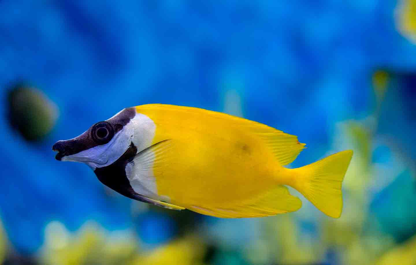 The 30 Best Saltwater Fish for Your Tank | Chewy