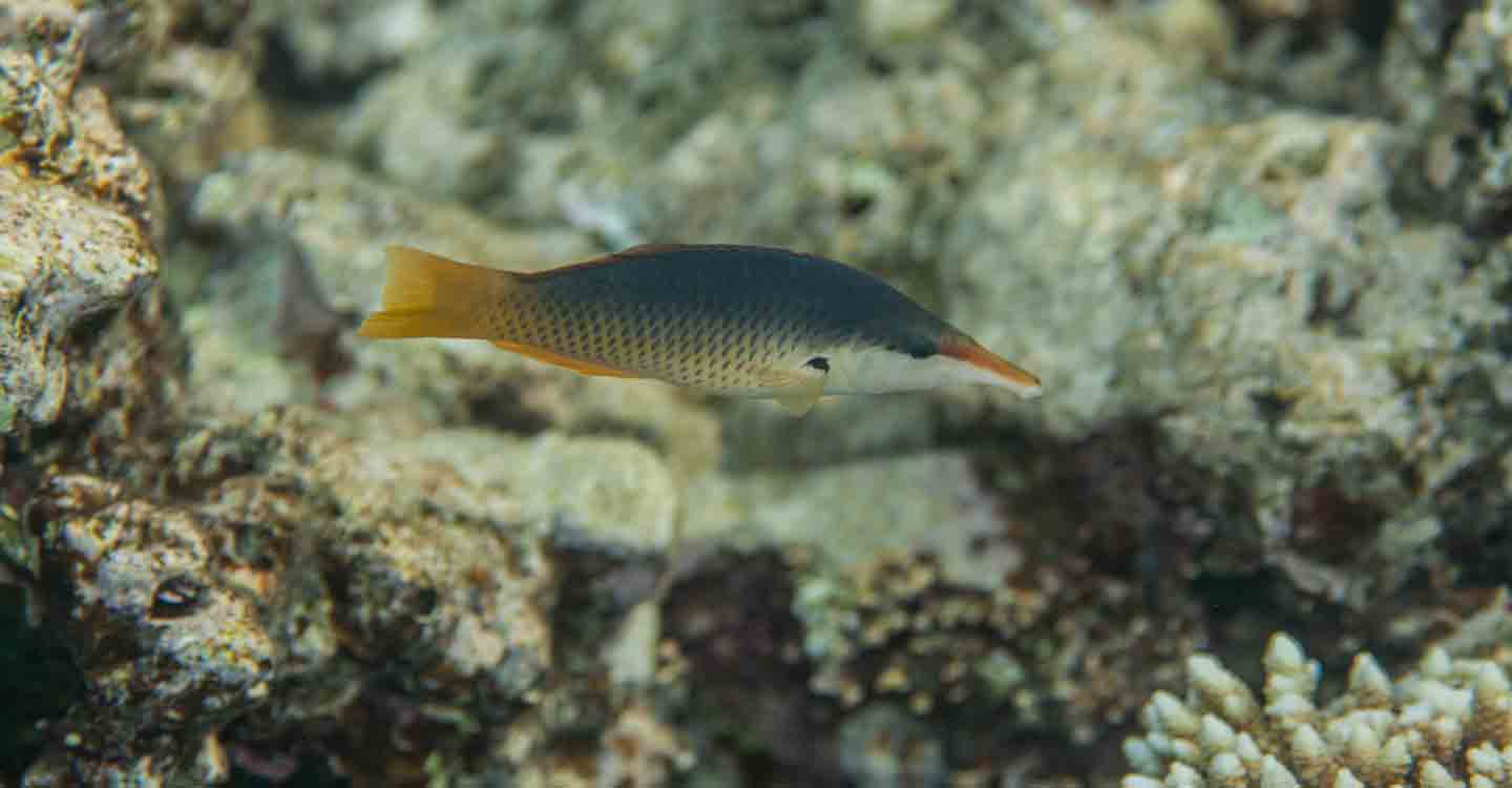 The 30 Best Saltwater Fish for Your Tank | Chewy