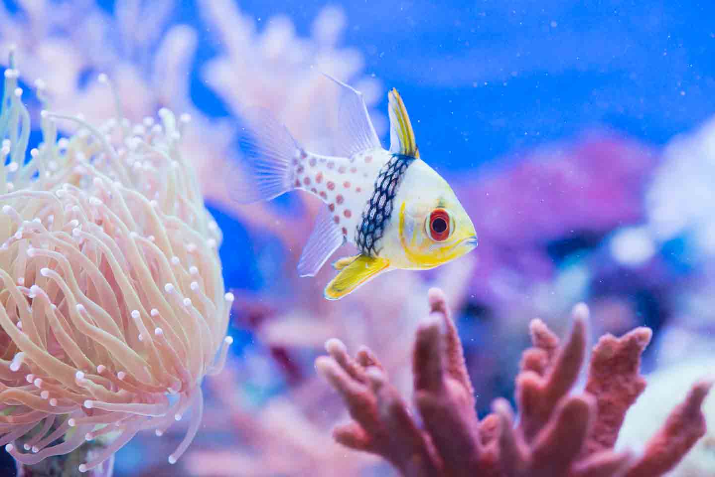 The 30 Best Saltwater Fish for Your Tank | Chewy