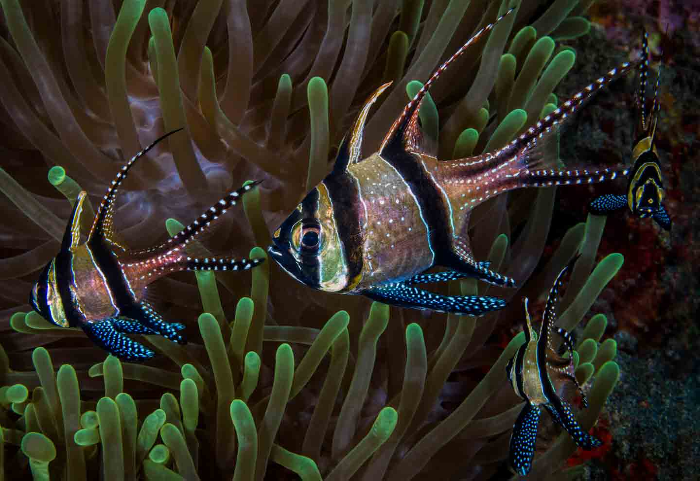 The 30 Best Saltwater Fish for Your Tank | Chewy