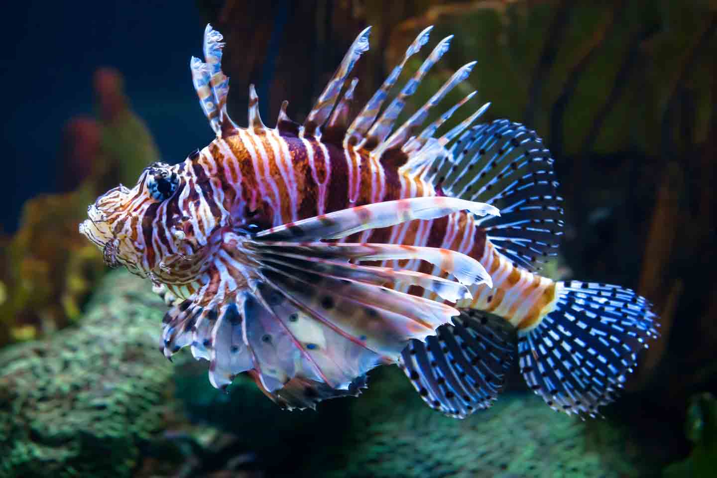 The 30 Best Saltwater Fish for Your Tank | Chewy