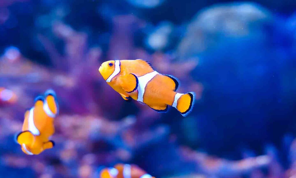 The 30 Best Saltwater Fish for Your Tank | Chewy