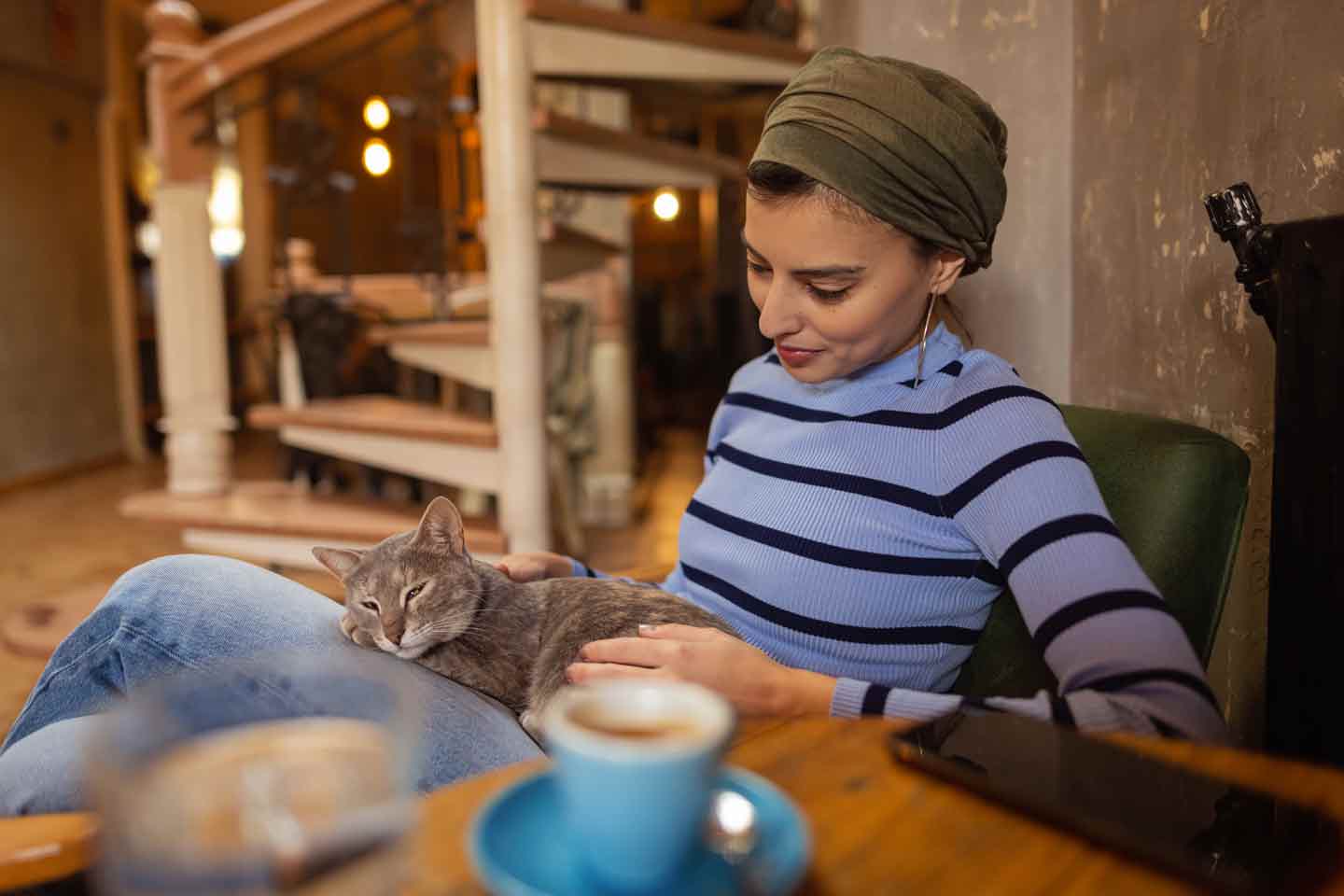 Cat Cafes: The 50 Best Coffee Shops with Cats in the United States | Chewy