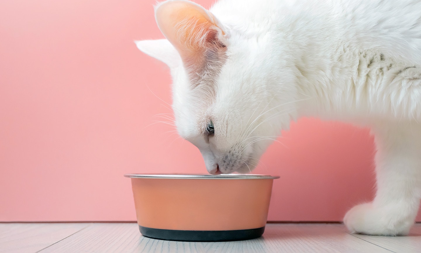 Why Is My Cat Always Hungry? 8 Possible Reasons | Chewy