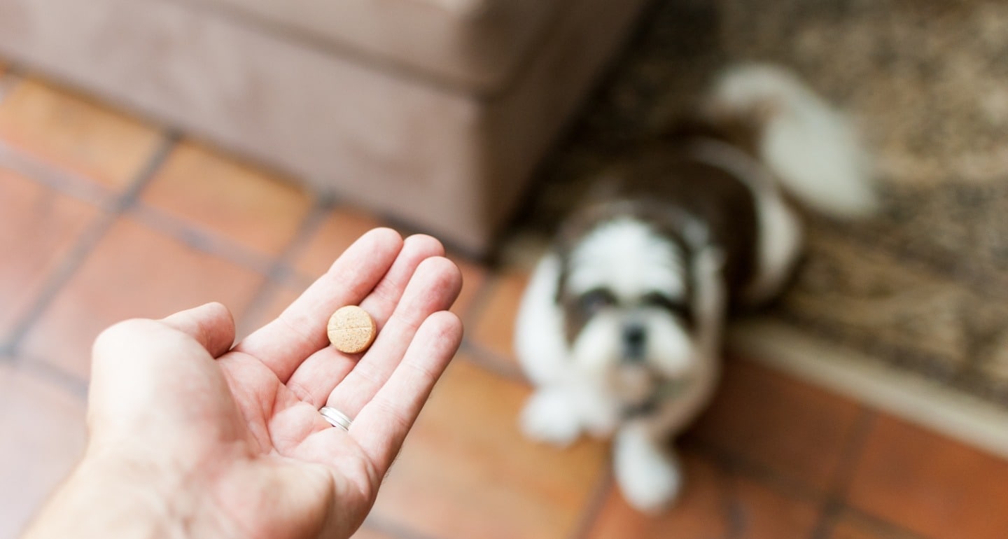 Liver Supplements for Dogs: What You Need to Know | Chewy