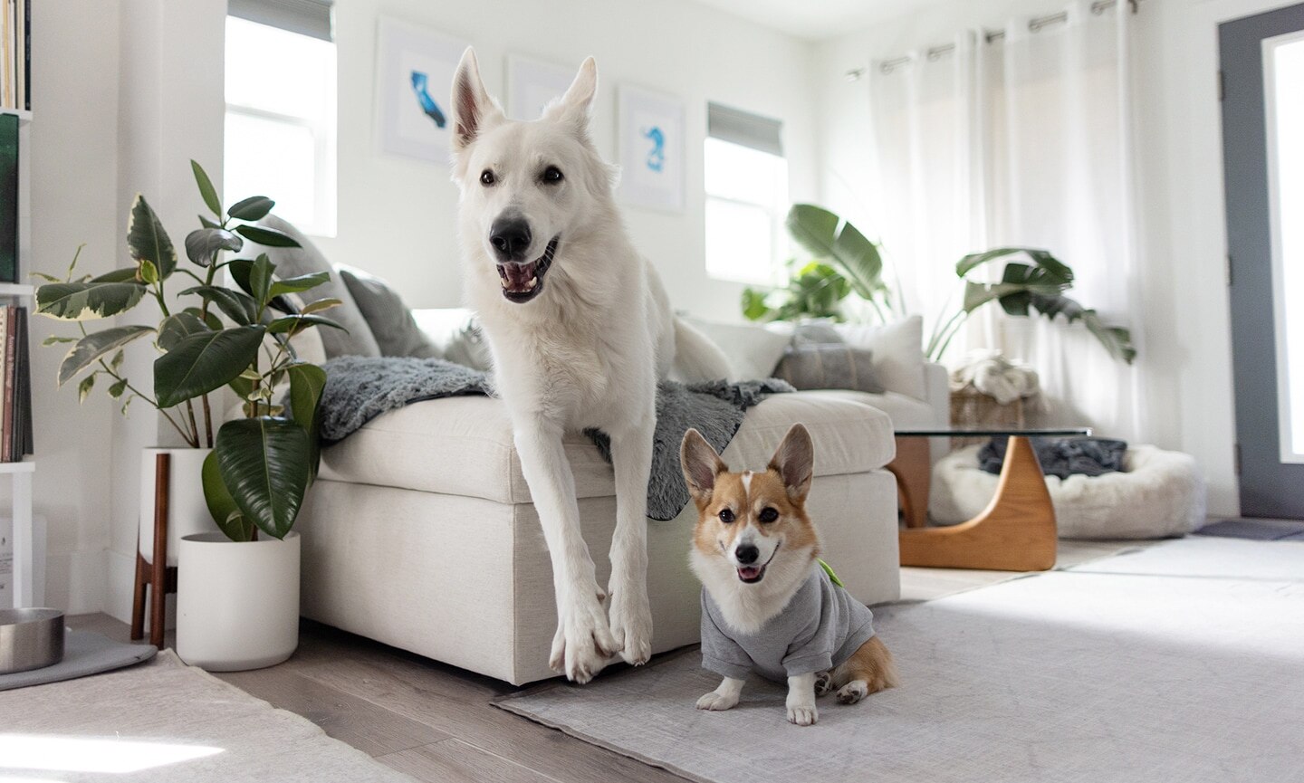 How to Get the Organic Modern Look Trend for Your Pet | Chewy