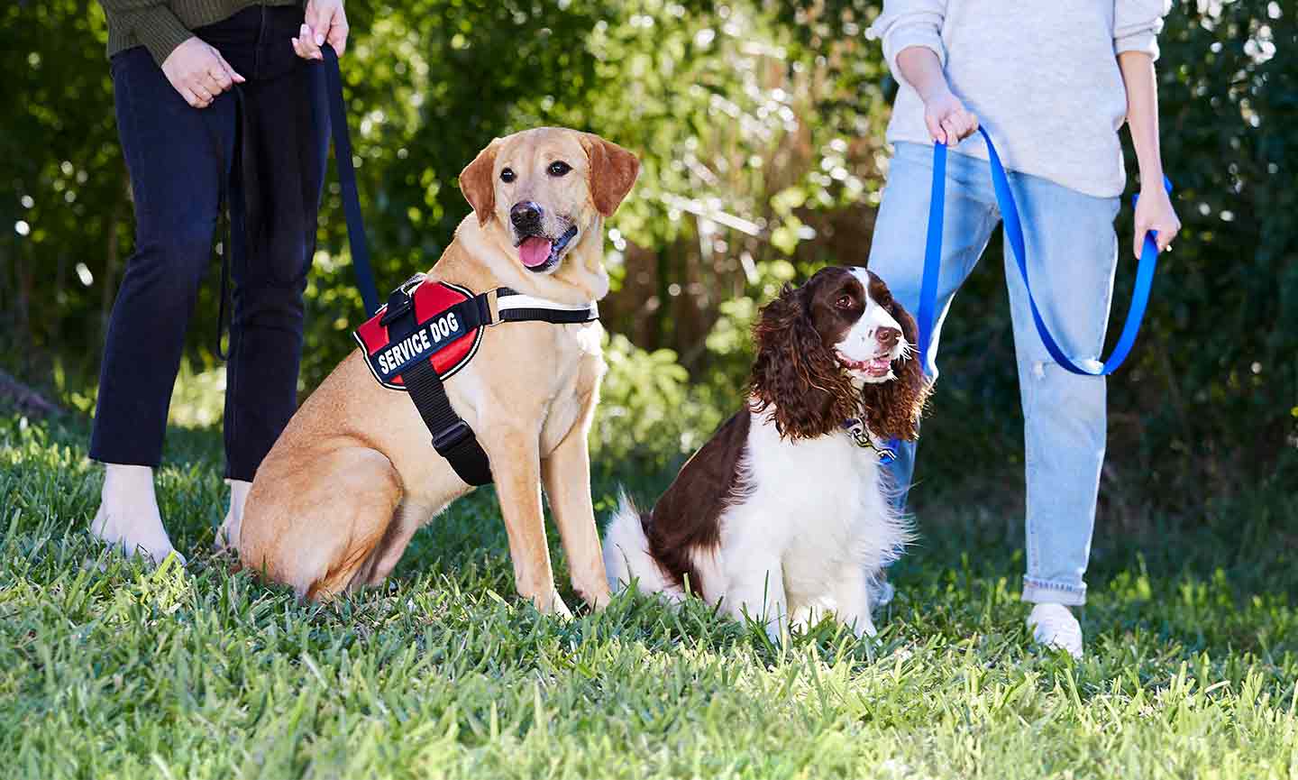 Service Dogs Vs. Emotional Support Dogs | Chewy