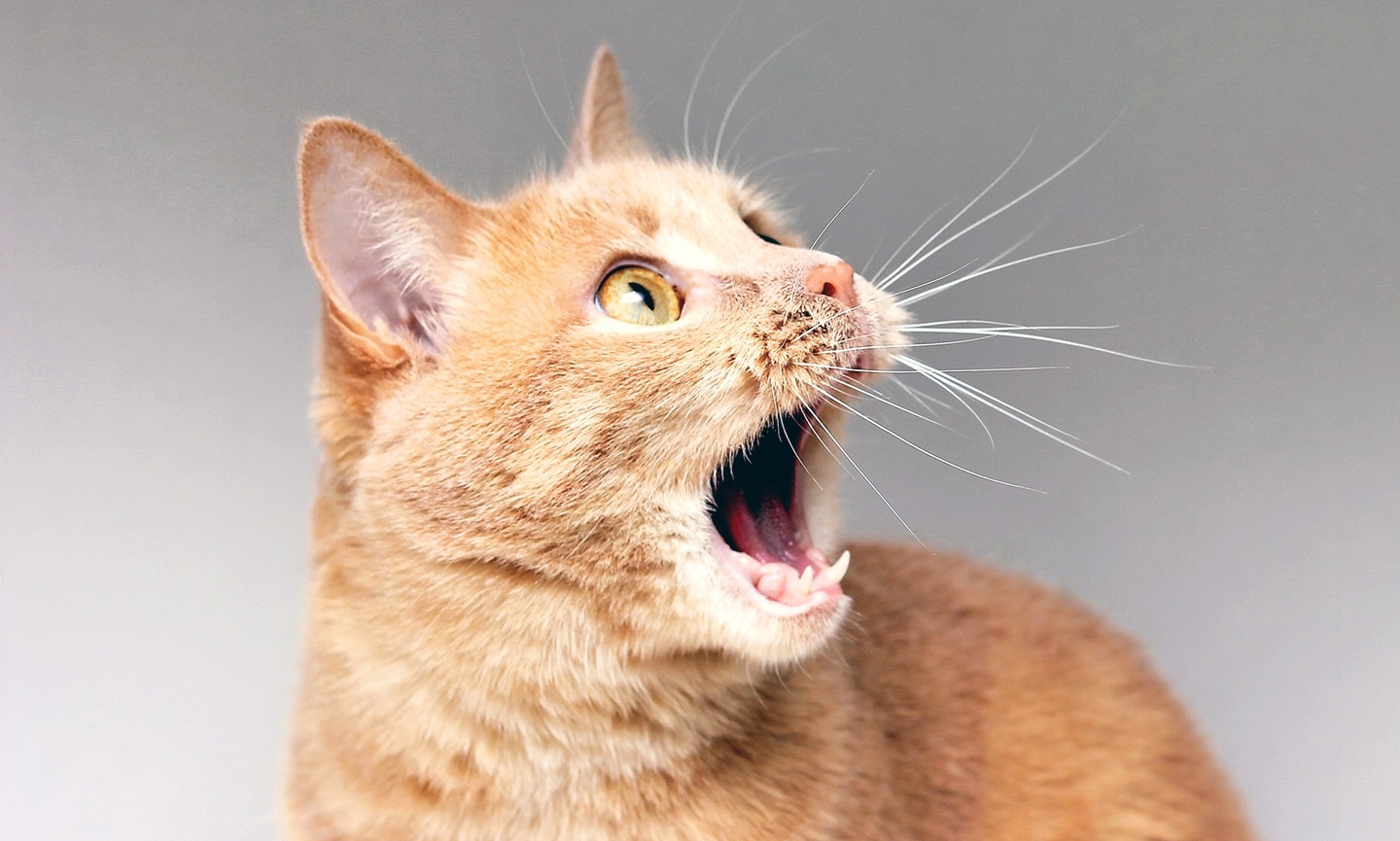 14 Signs of Unhealthy Cat Teeth | Chewy