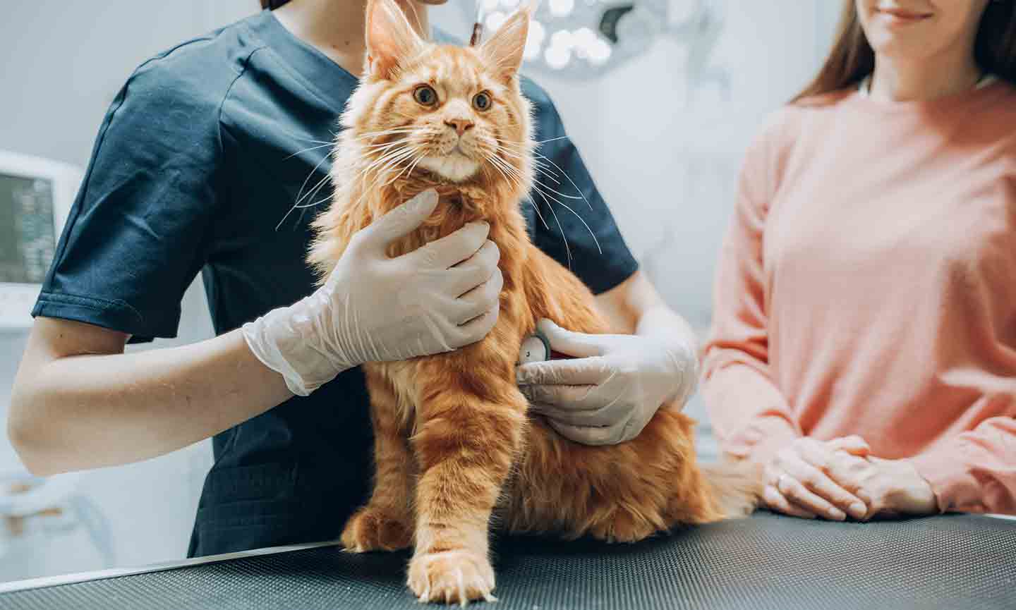 Kidney Disease in Cats: Stages, Symptoms, and Treatment | Chewy