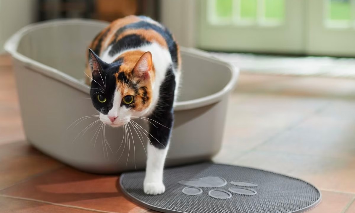 My Cat's Pooping Outside the Litter Box–What Do I Do? | Chewy