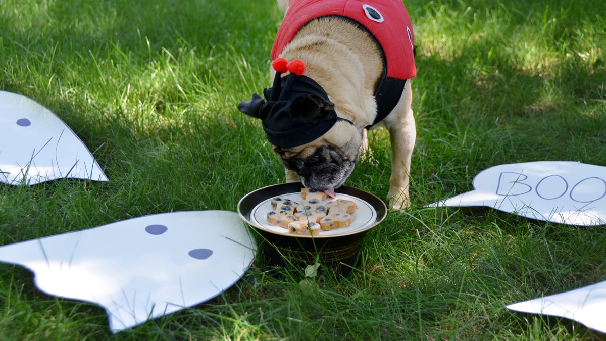 DIY Dog Treat: Booberry Bones Dog Biscuit Recipe | Chewy
