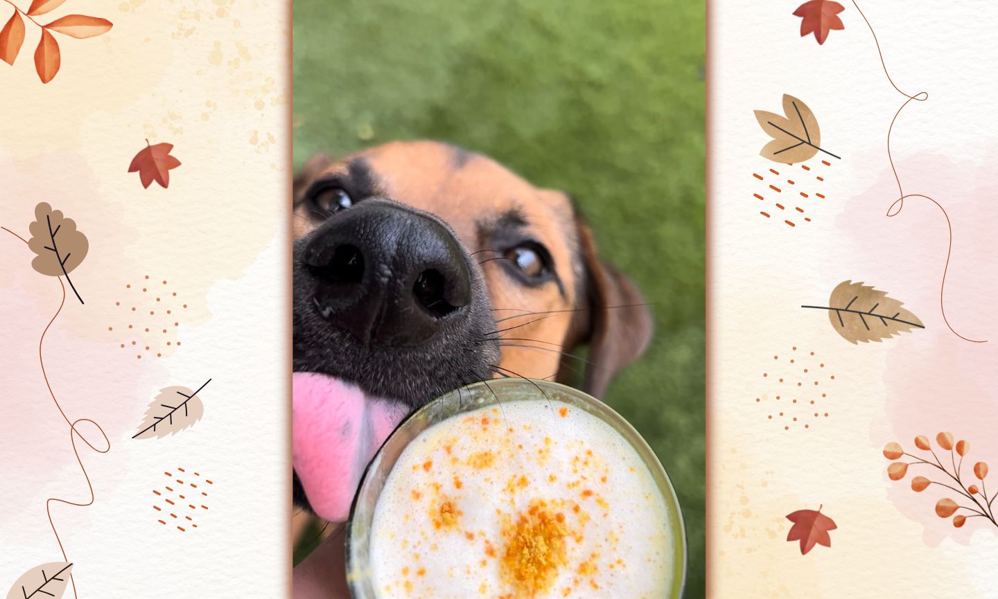 Pup Cup Recipes: Pumpkin & Cinnamon Puppuccinos | Chewy