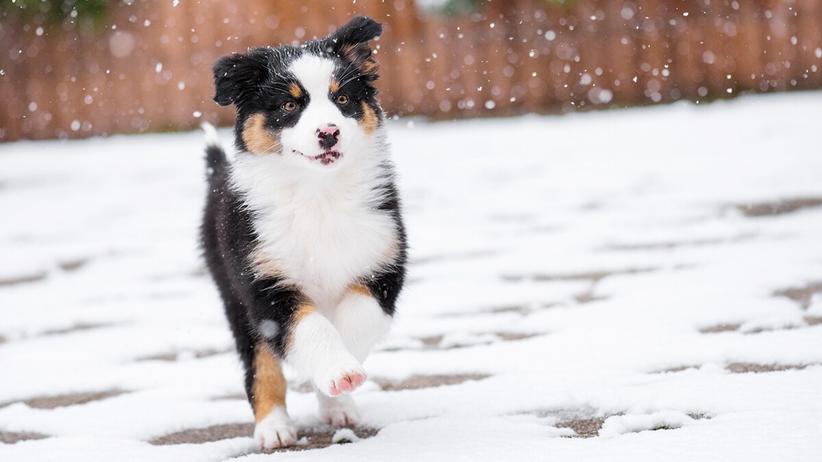 10 Energetic Dog Breeds | Chewy