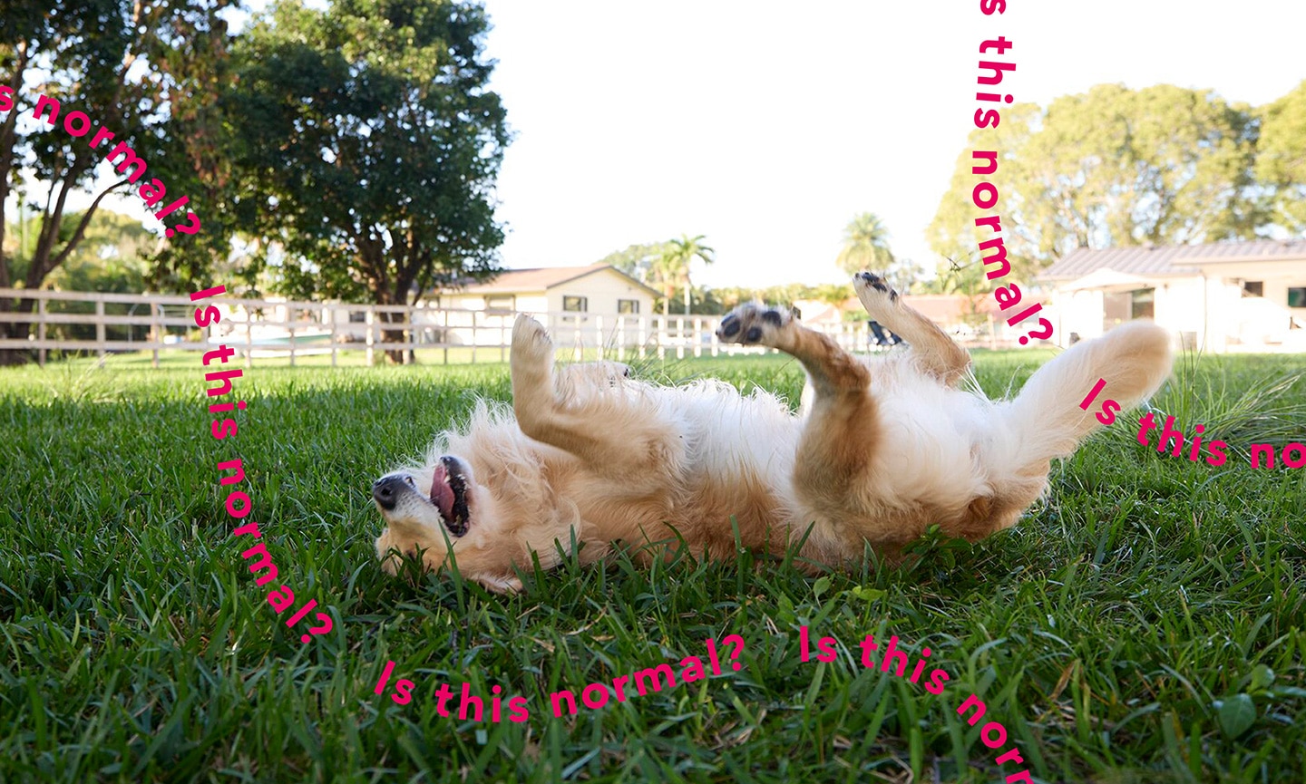 Why Do Dogs Roll In Poop? Is This Normal? | Chewy