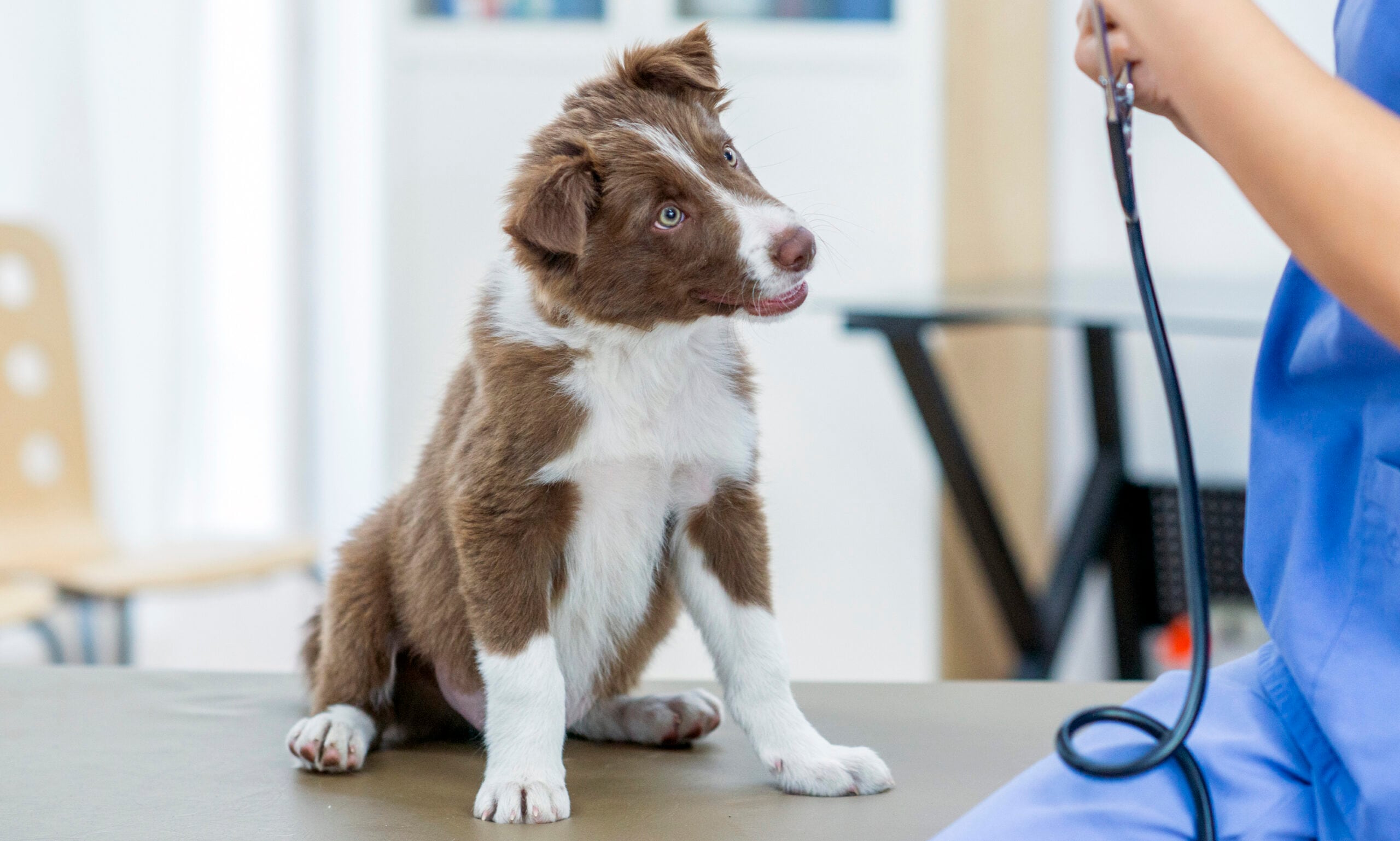 Puppy's First Vet Visit: When To Go and What To Expect | Chewy